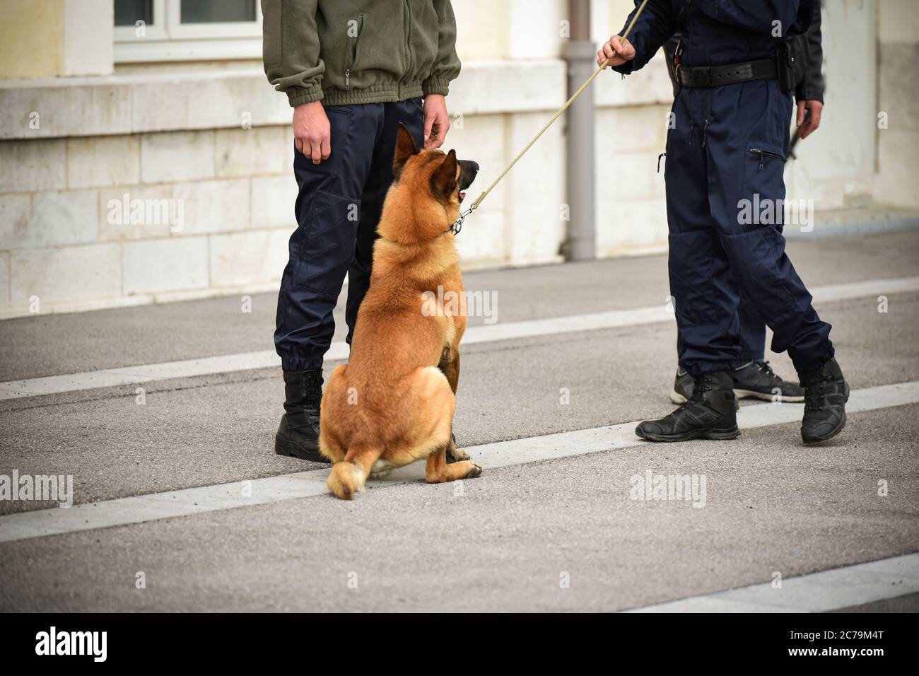demonstration of policeman dog Stock Photo - Alamy