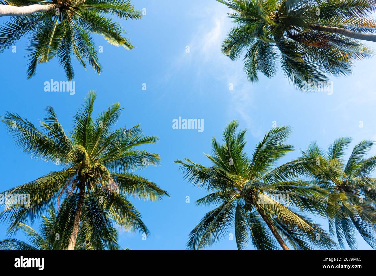 palm grove. Palm trees in the tropical jungle. Symbol of the tropics ...