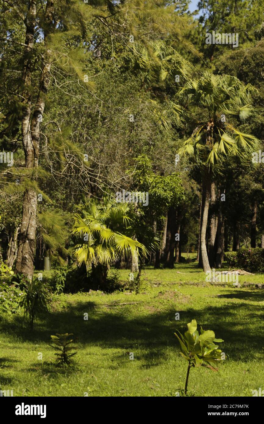 Curepipe Botanic Gardens (or SSR Botanical Garden of Curepipe) in Route ...