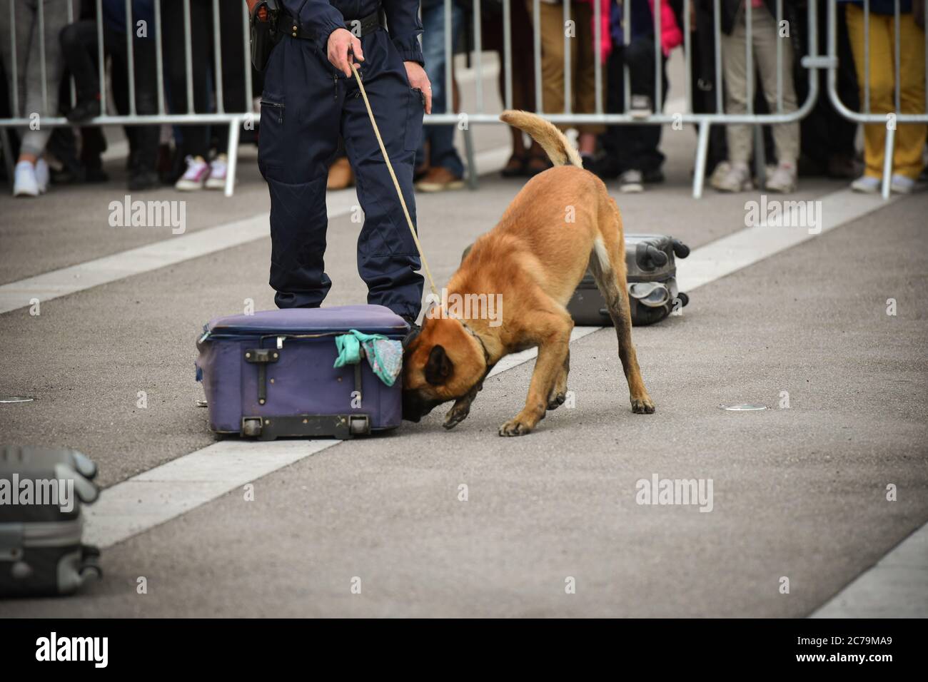 demonstration of policeman dog Stock Photo - Alamy