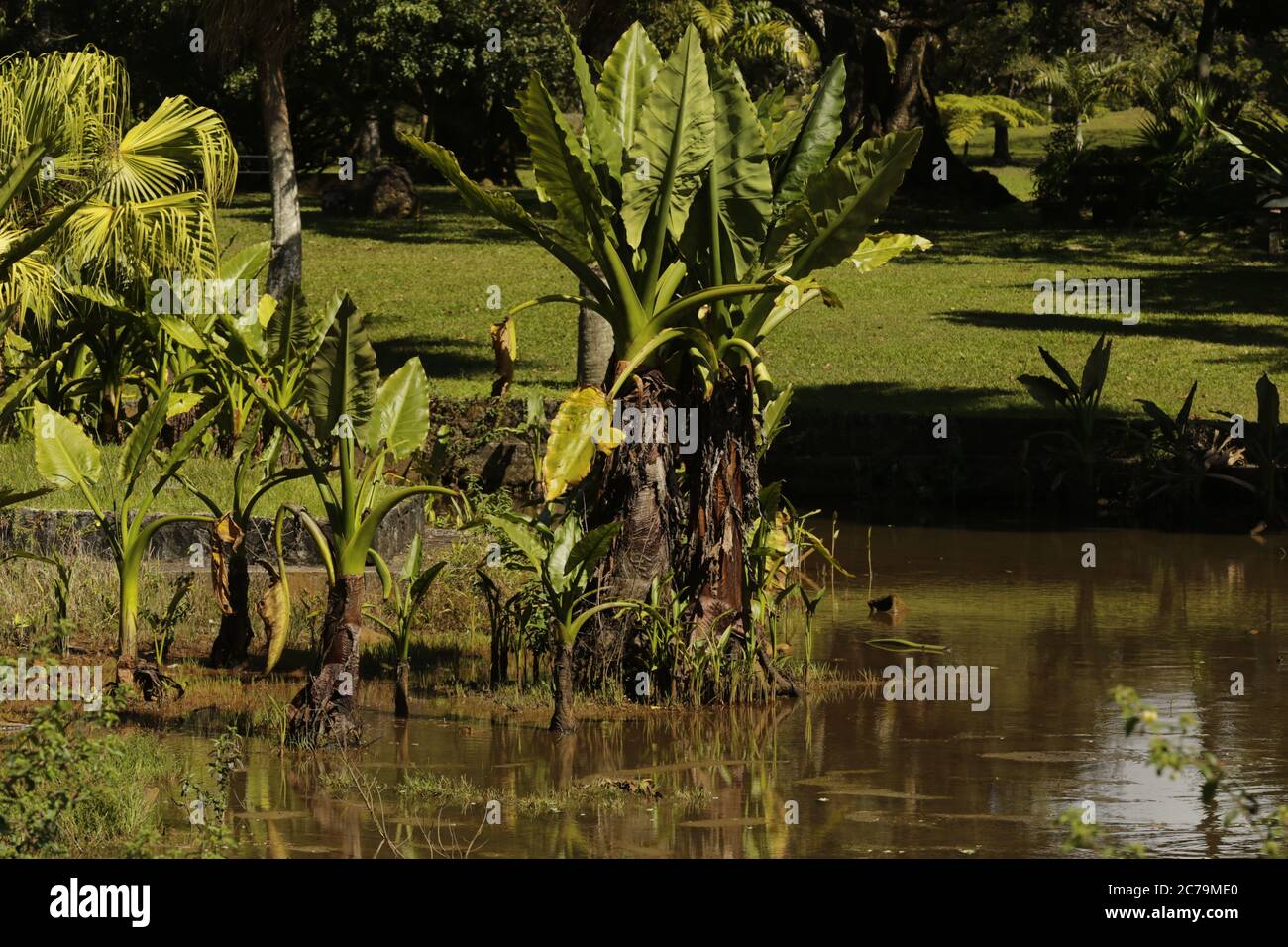 Curepipe Botanic Gardens (or SSR Botanical Garden of Curepipe) in Route ...