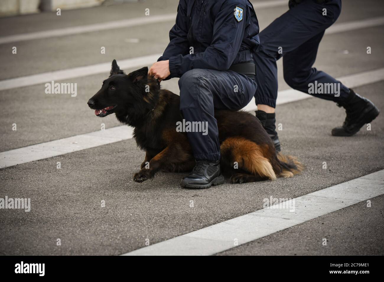 demonstration of policeman dog Stock Photo - Alamy