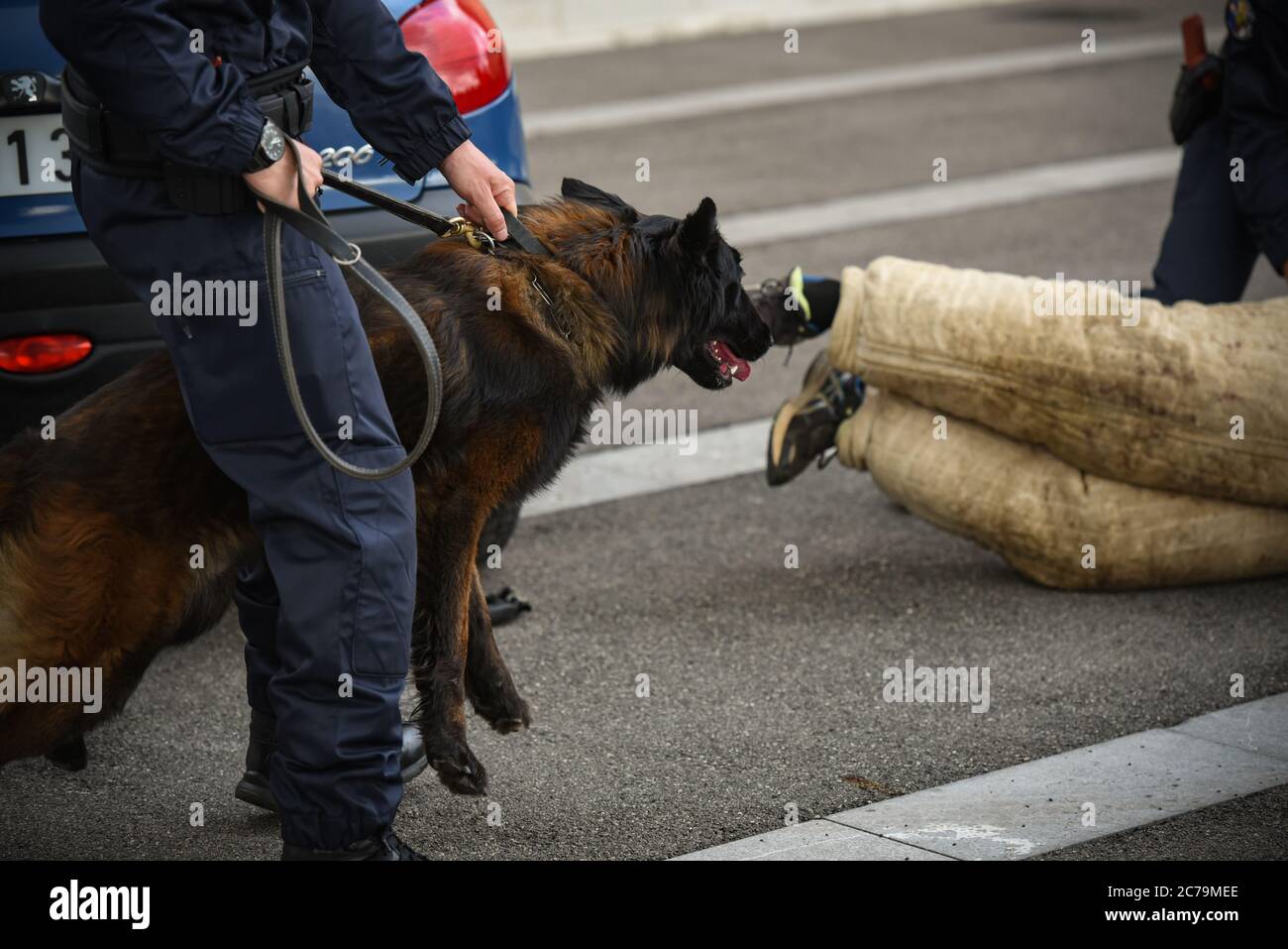 demonstration of policeman dog Stock Photo - Alamy