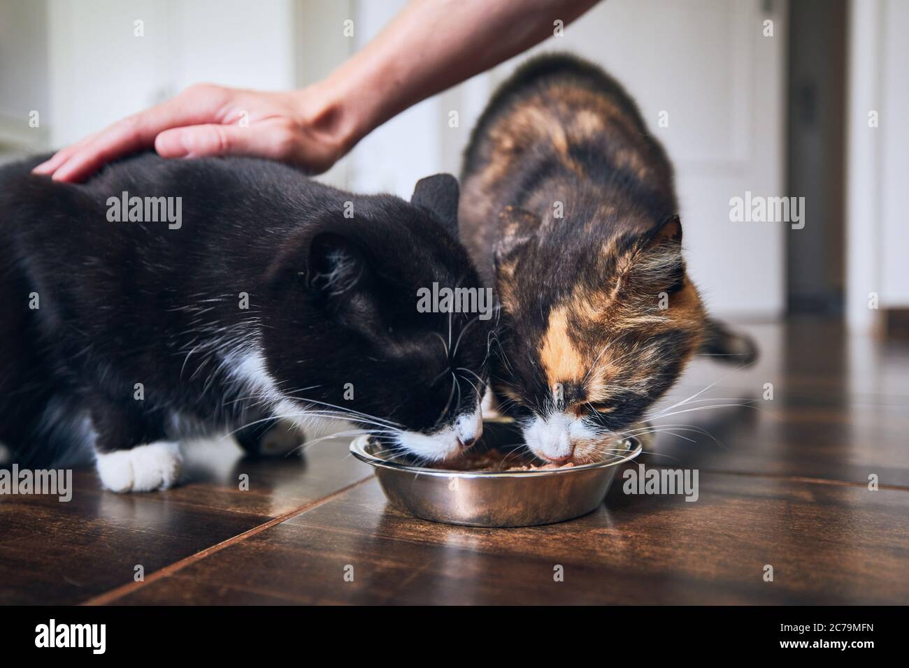 Domestic life with pet. Cute cats eating from bowl together Stock Photo ...