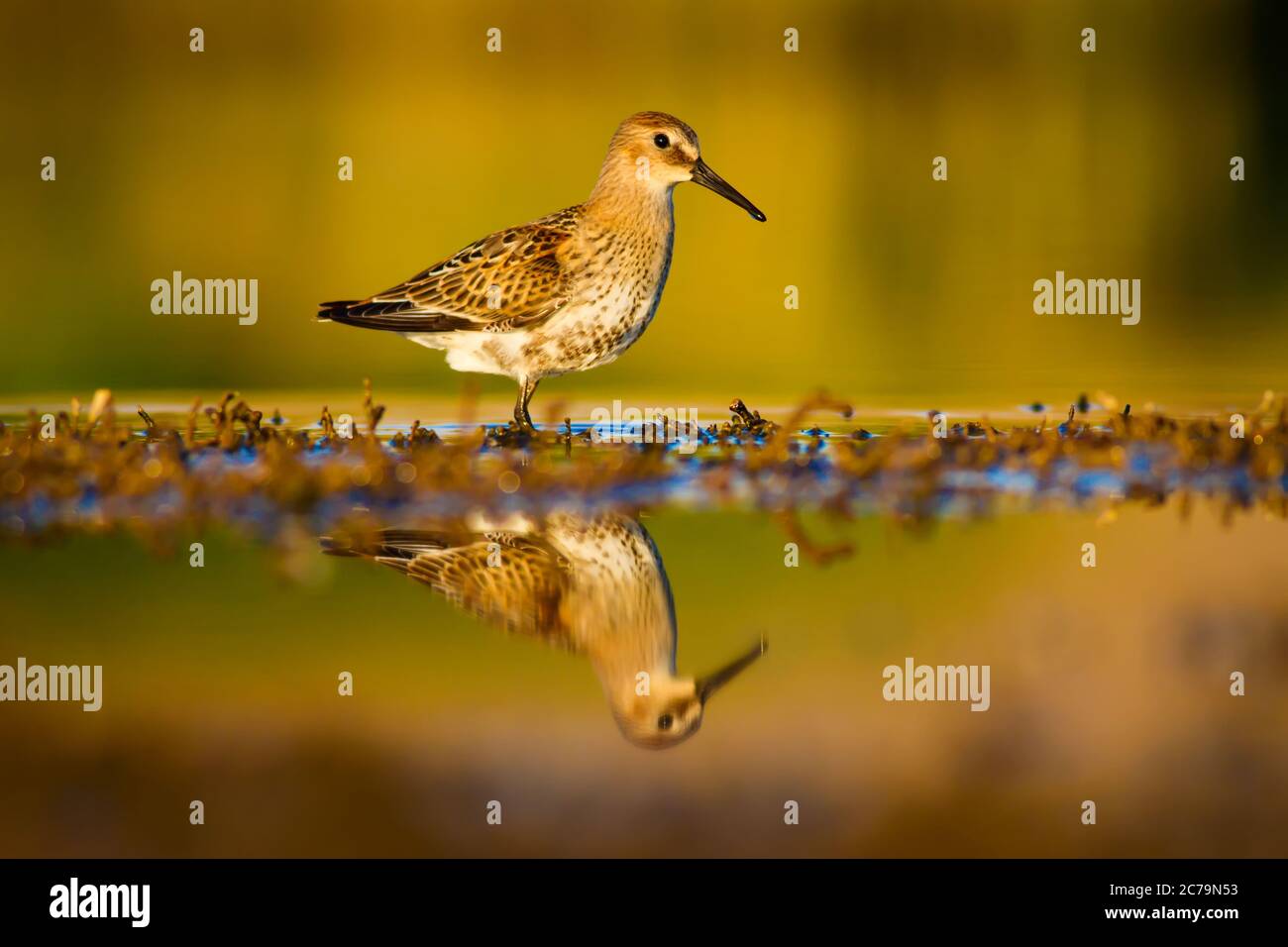 Colorful bird Ruff. Colorful nature background. Bird: Ruff. Philomachus ...