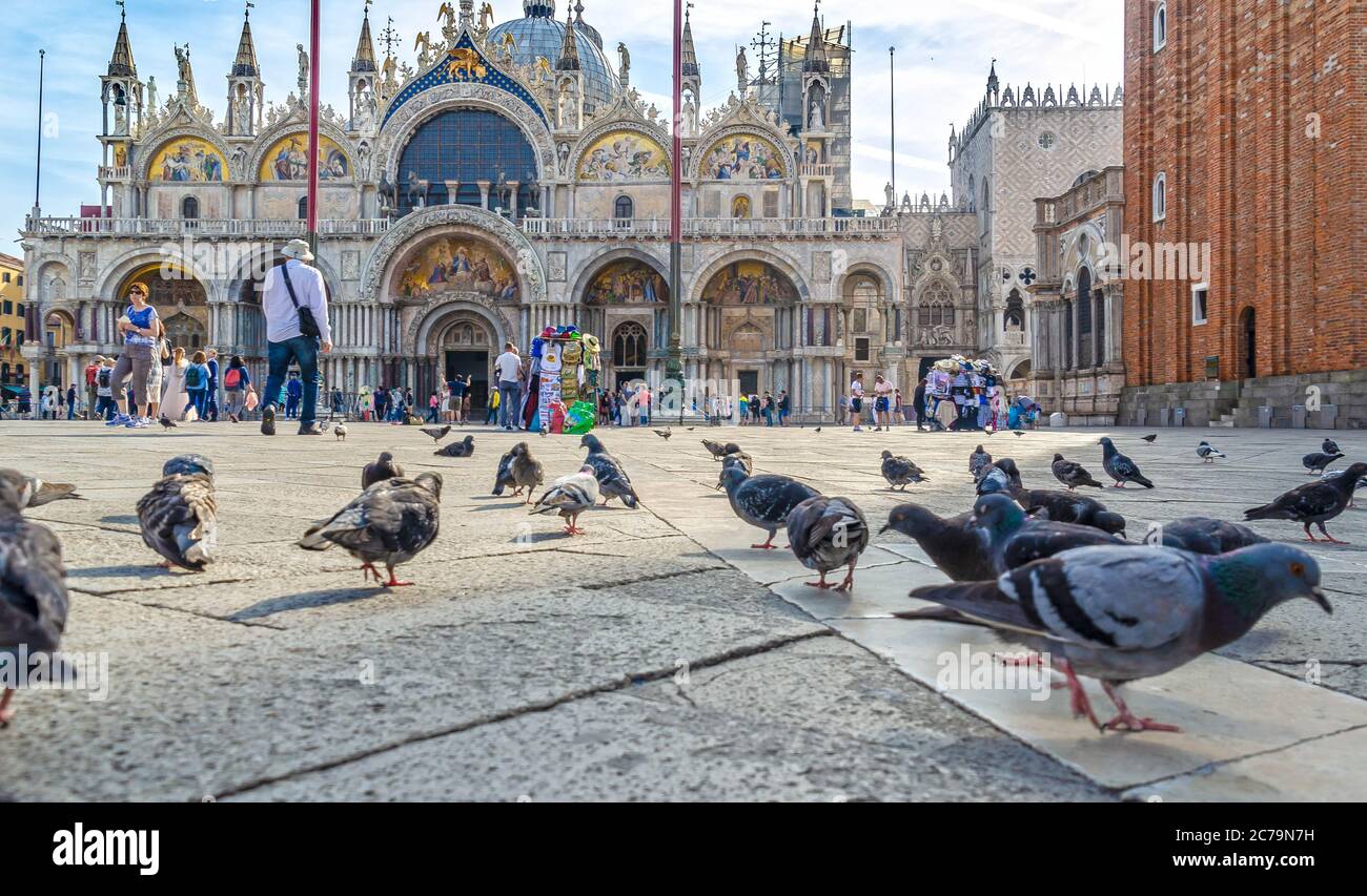 VENICE, ITALY - May 22, 2017 pigeons on the st mark's square Stock ...