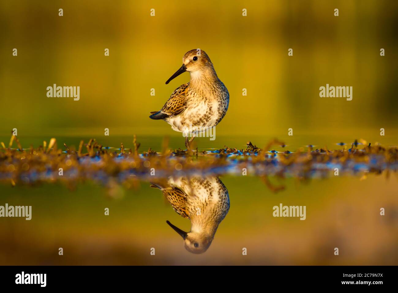 Colorful bird Ruff. Colorful nature background. Bird: Ruff. Philomachus ...