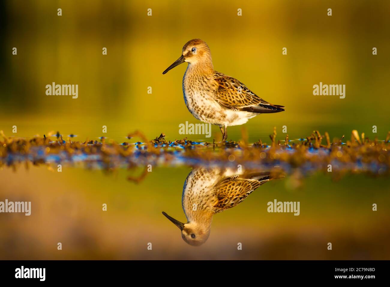 Colorful bird Ruff. Colorful nature background. Bird: Ruff. Philomachus ...