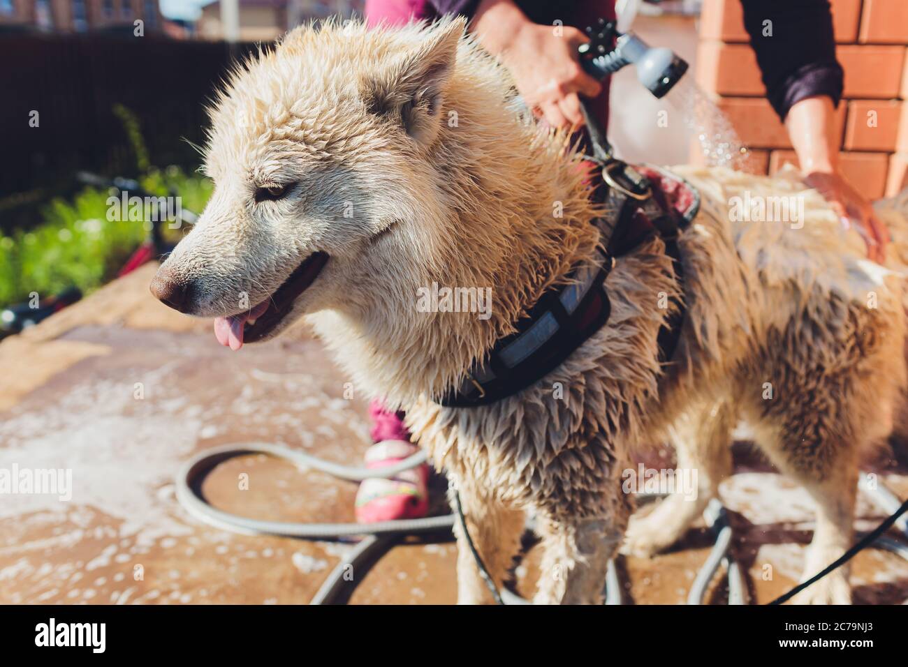 the dog washes under a shower, selective focus Stock Photo - Alamy