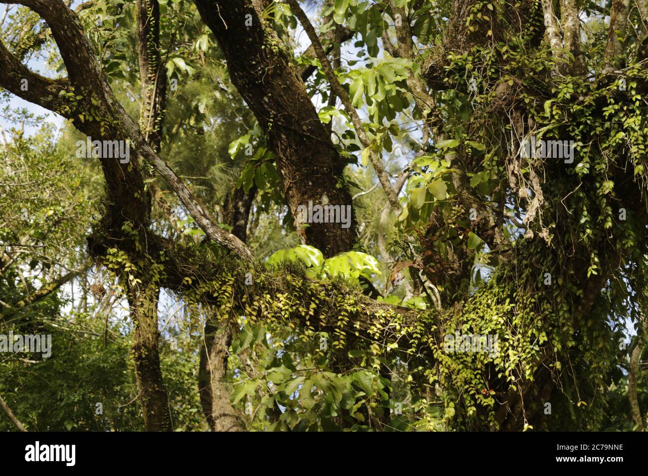 Curepipe Botanic Gardens (or SSR Botanical Garden of Curepipe) in Route ...