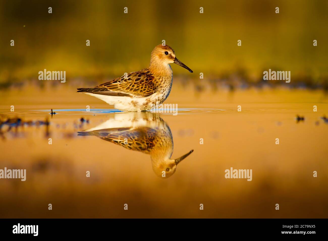 Colorful bird Ruff. Colorful nature background. Bird: Ruff. Philomachus ...