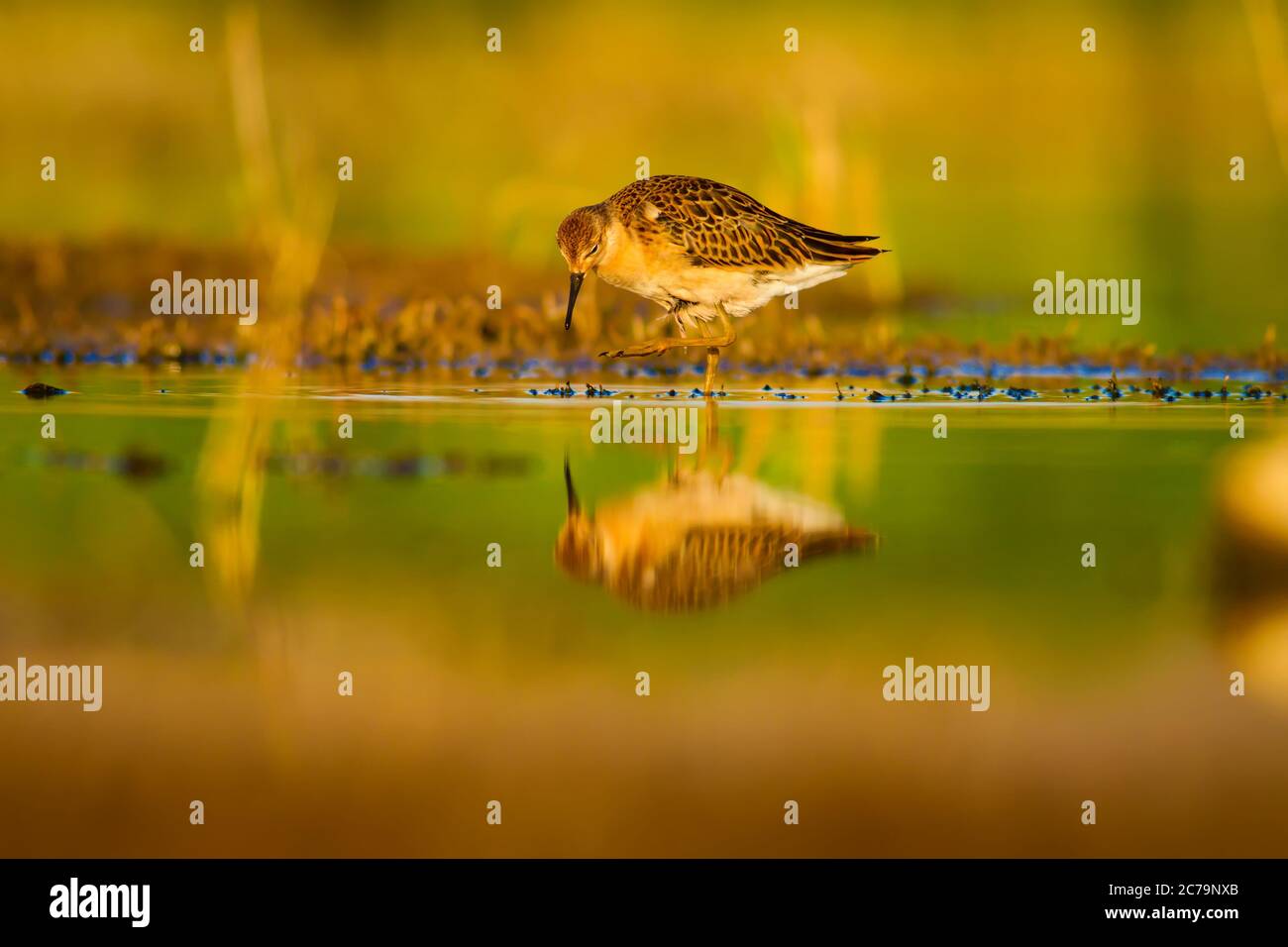 Colorful bird Ruff. Colorful nature background. Bird: Ruff. Philomachus ...