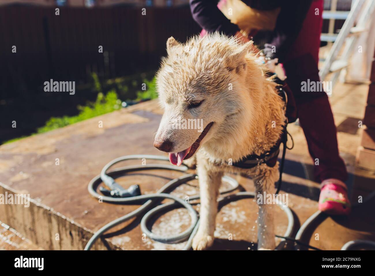 the dog washes under a shower, selective focus Stock Photo - Alamy