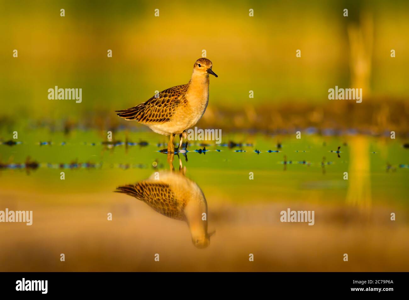 Colorful bird Ruff. Colorful nature background. Bird: Ruff. Philomachus ...