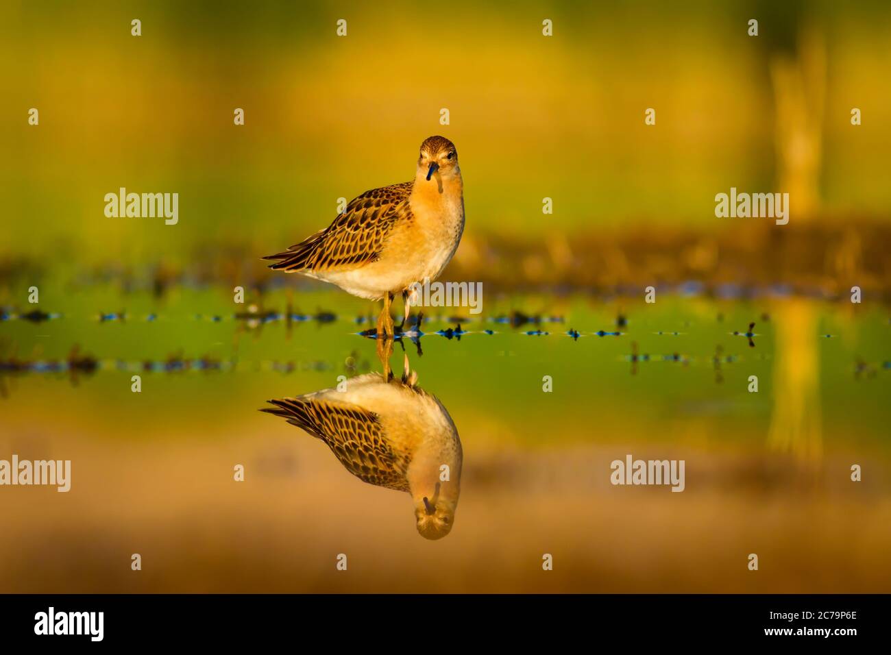 Colorful bird Ruff. Colorful nature background. Bird: Ruff. Philomachus ...