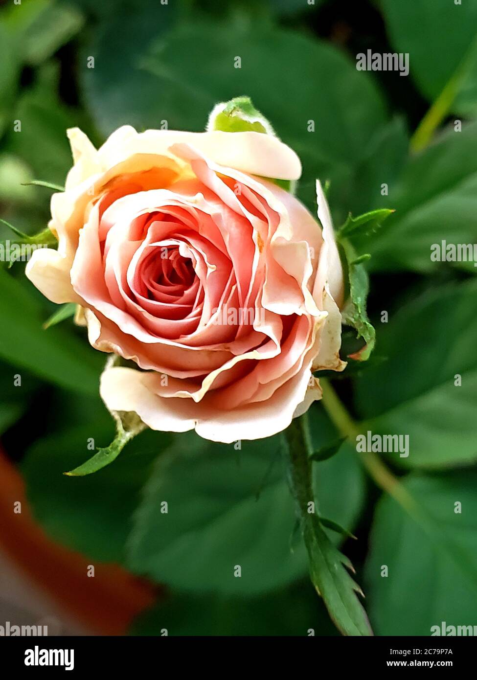 Classic pastel pink rose buds Stock Photo - Alamy