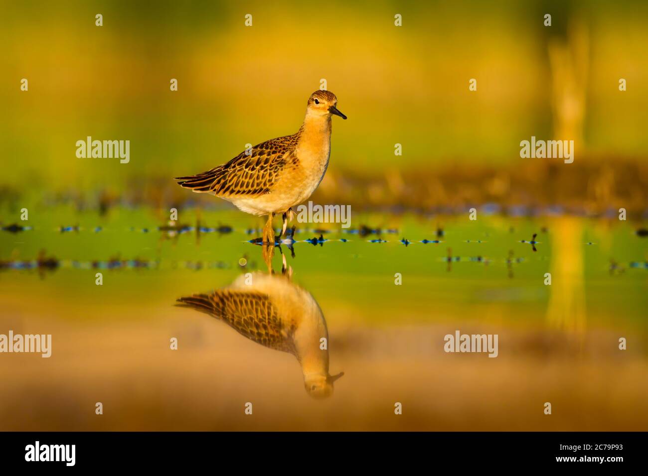 Colorful bird Ruff. Colorful nature background. Bird: Ruff. Philomachus ...
