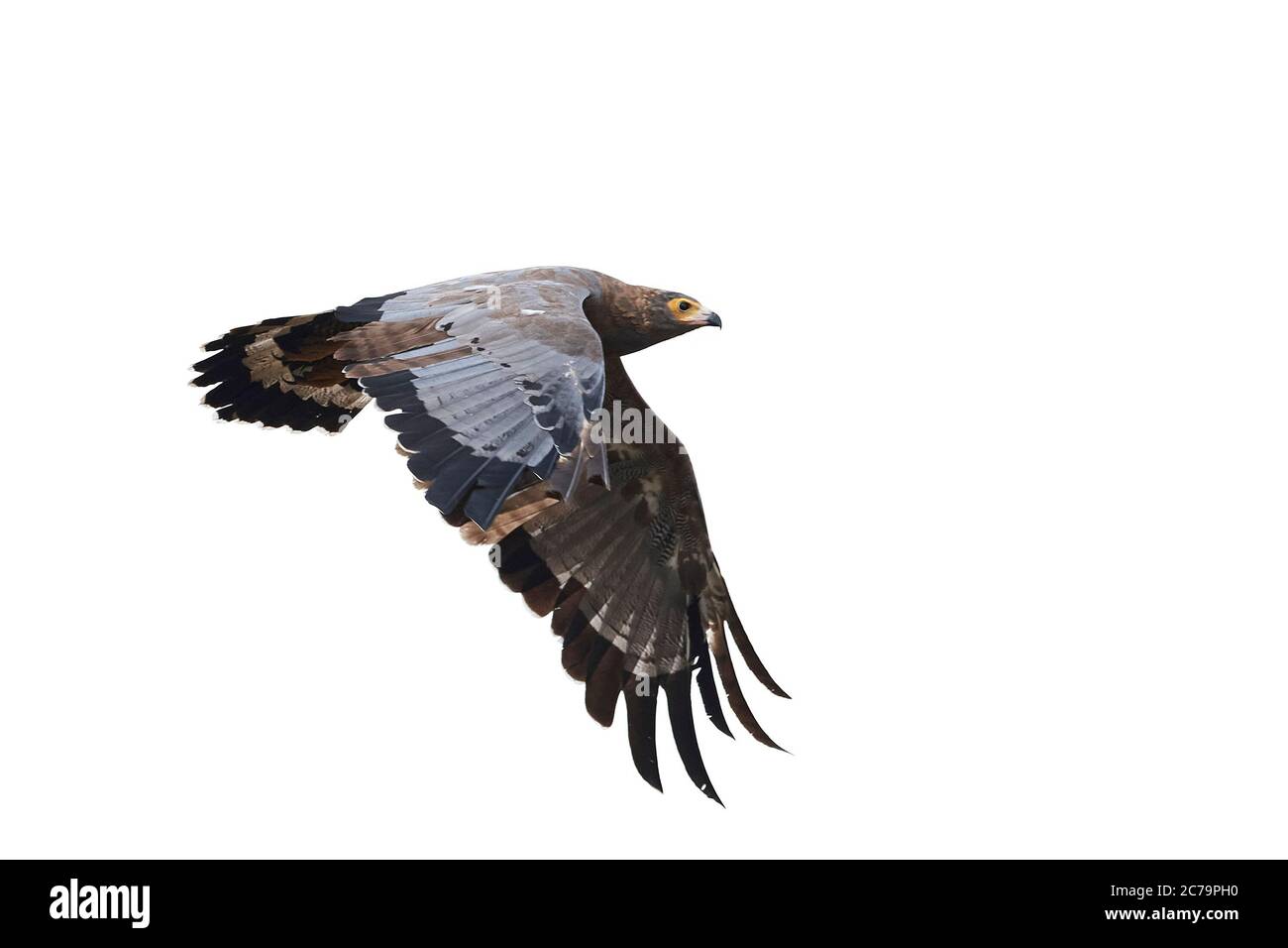African harrier hawk in flight isolated on a white background Stock ...