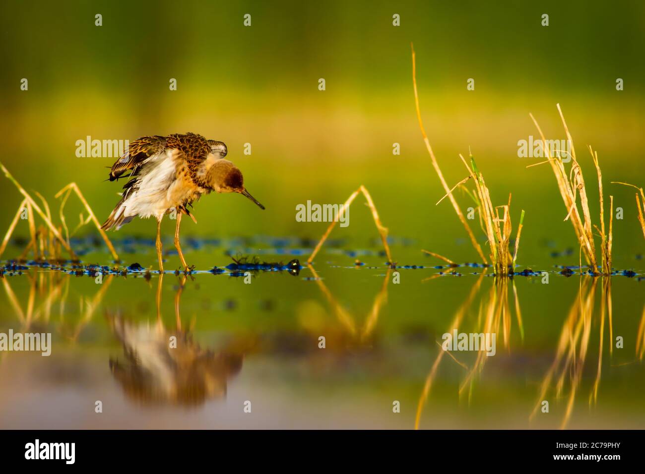 Colorful bird Ruff. Colorful nature background. Bird: Ruff. Philomachus ...