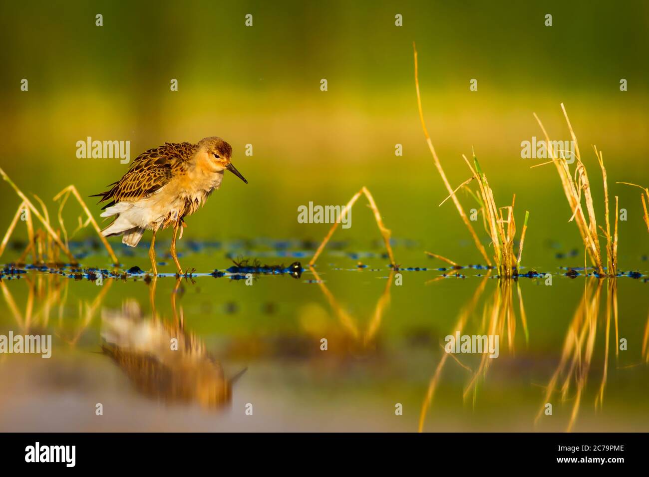 Colorful bird Ruff. Colorful nature background. Bird: Ruff. Philomachus ...