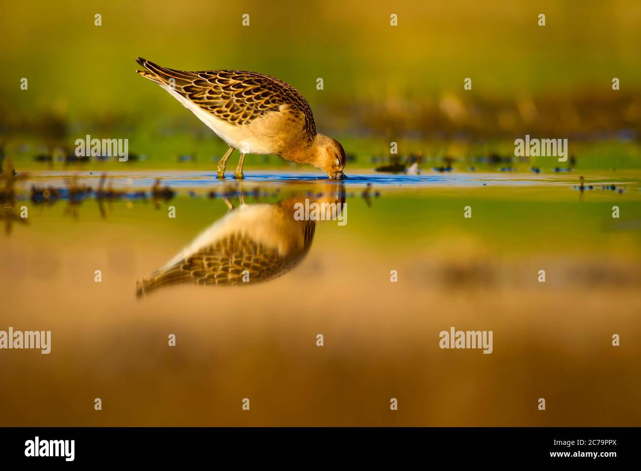 Colorful bird Ruff. Colorful nature background. Bird: Ruff. Philomachus ...