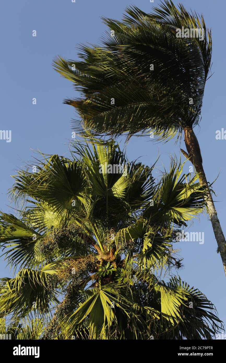 Curepipe Botanic Gardens (or SSR Botanical Garden of Curepipe) in Route ...