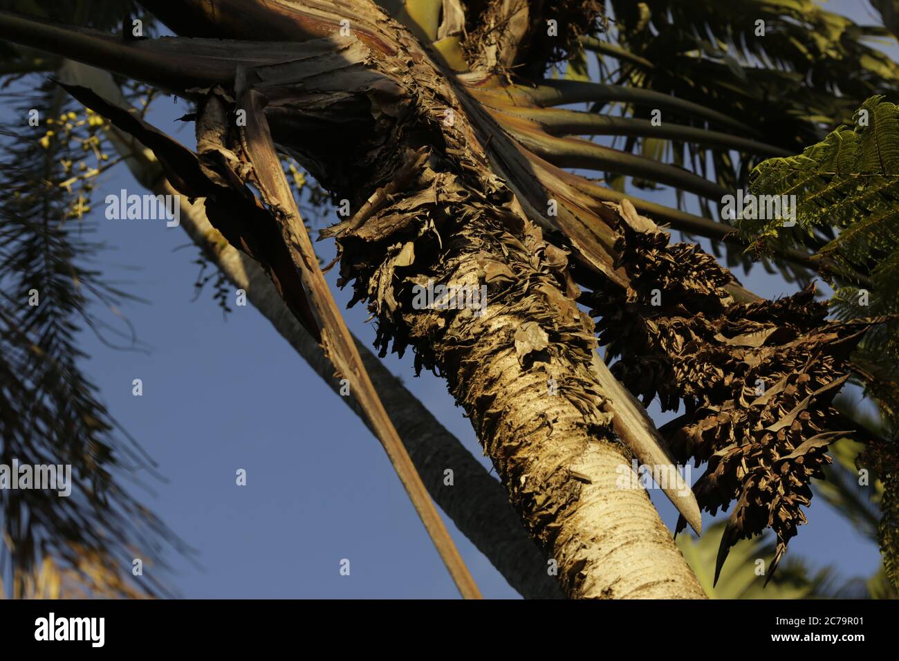 Curepipe Botanic Gardens (or SSR Botanical Garden of Curepipe) in Route ...