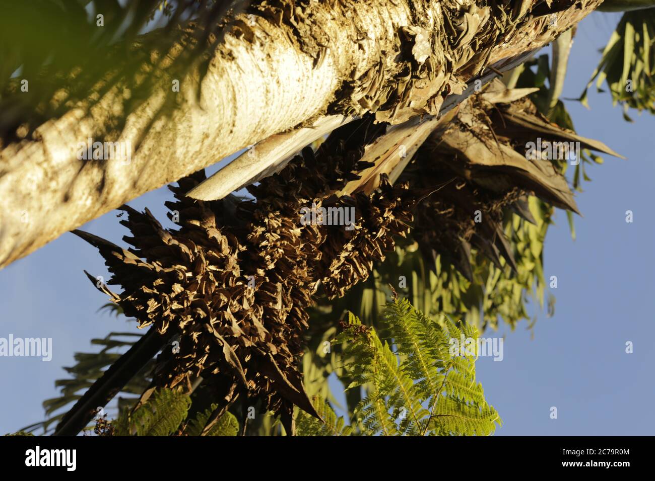 Curepipe Botanic Gardens (or SSR Botanical Garden of Curepipe) in Route ...