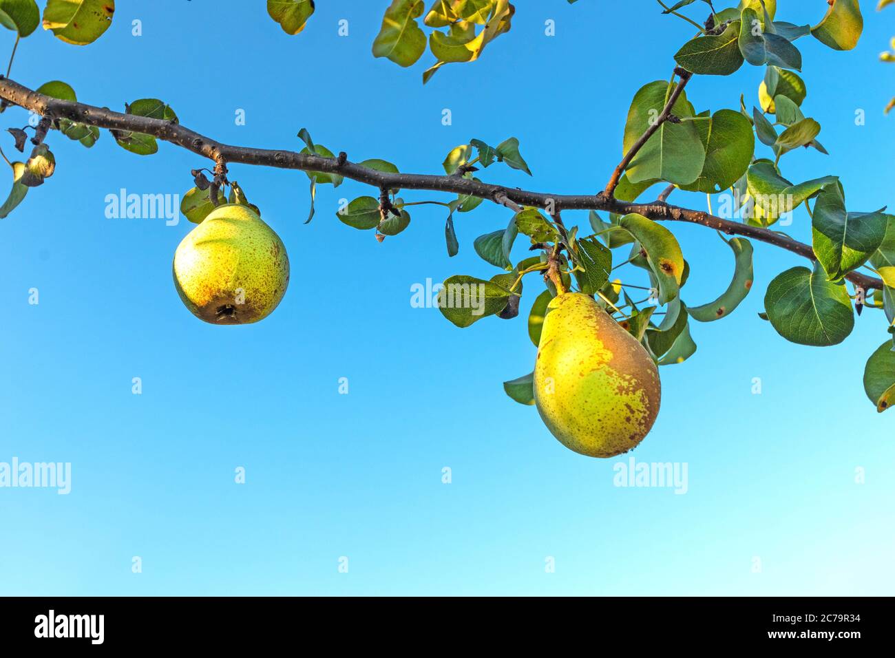 Bartlett pear tree hi-res stock photography and images - Alamy