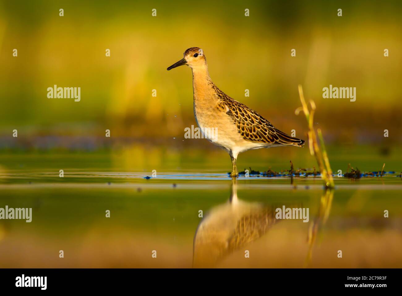 Colorful bird Ruff. Colorful nature background. Bird: Ruff. Philomachus ...