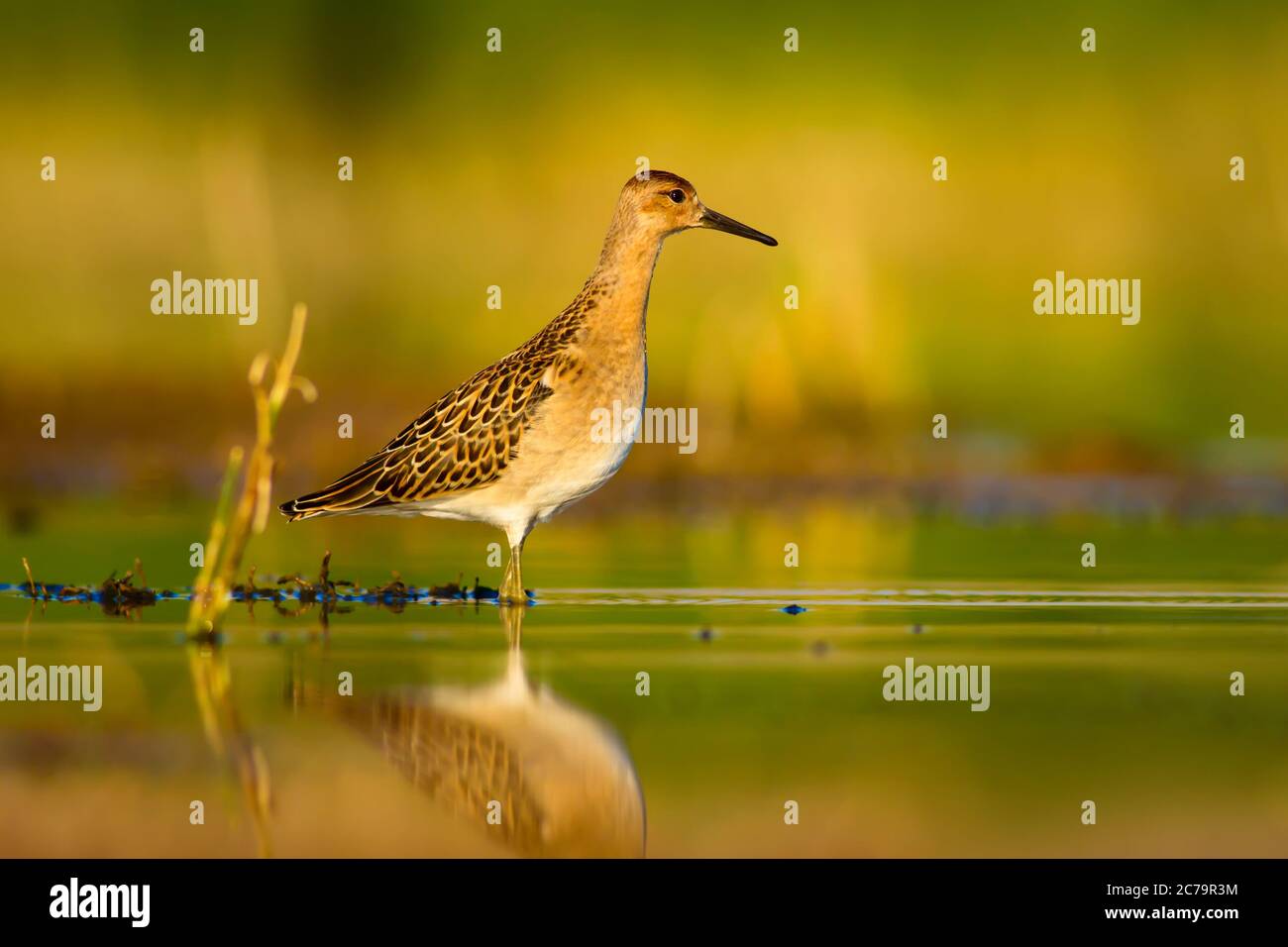Colorful bird Ruff. Colorful nature background. Bird: Ruff. Philomachus ...