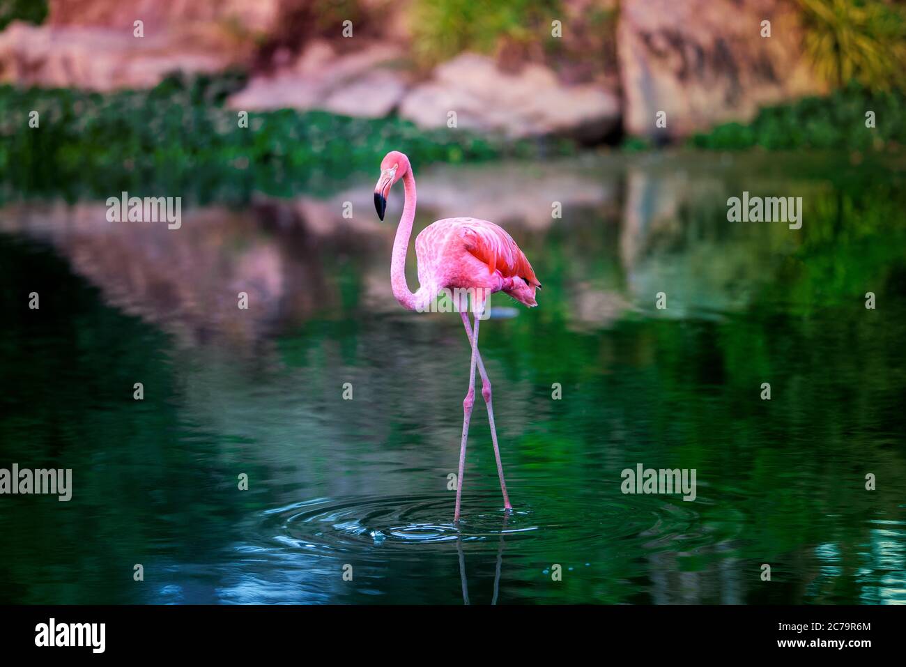 Pink flamingo walking sunset hi-res stock photography and images - Alamy