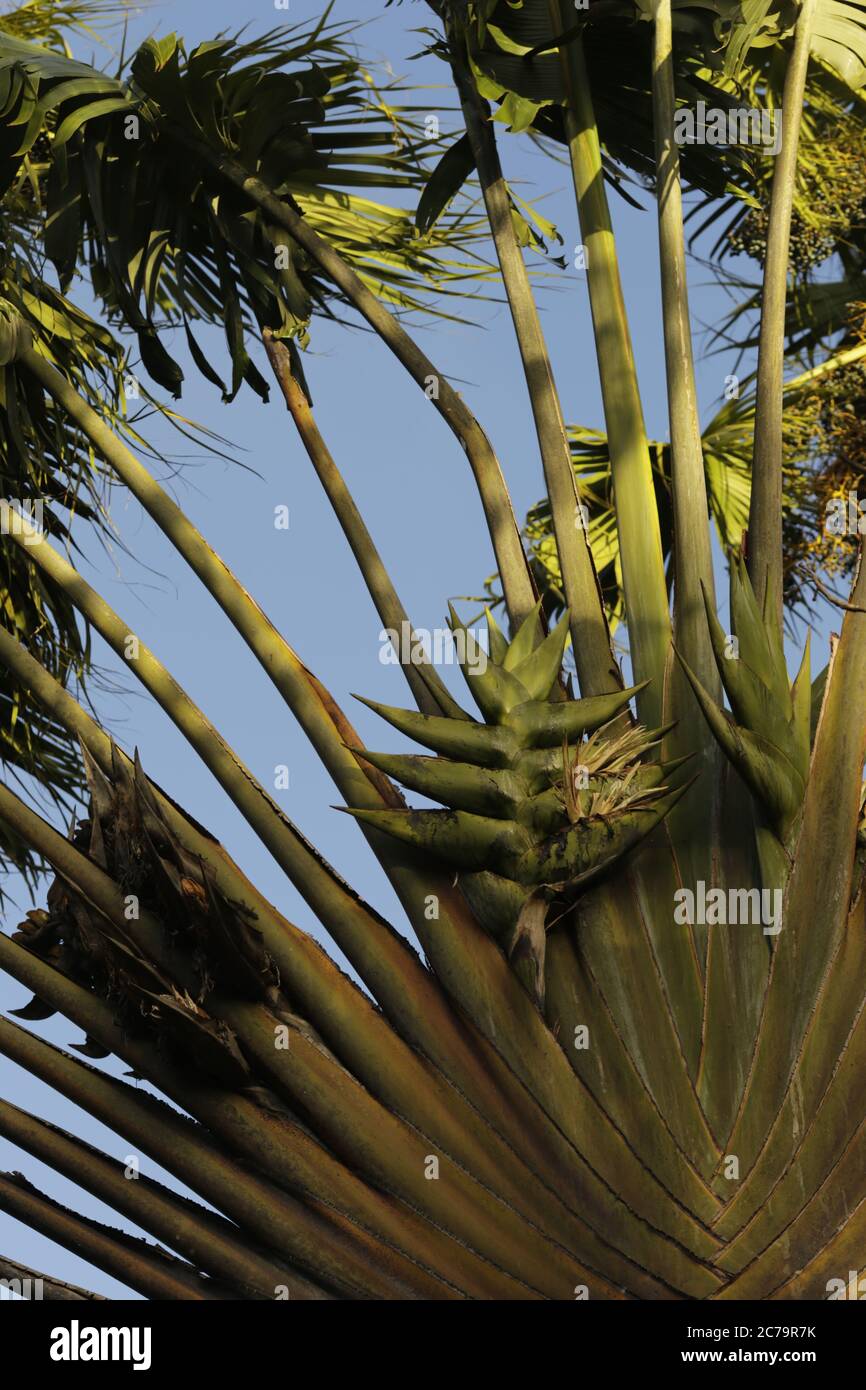 Curepipe Botanic Gardens (or SSR Botanical Garden of Curepipe) in Route ...