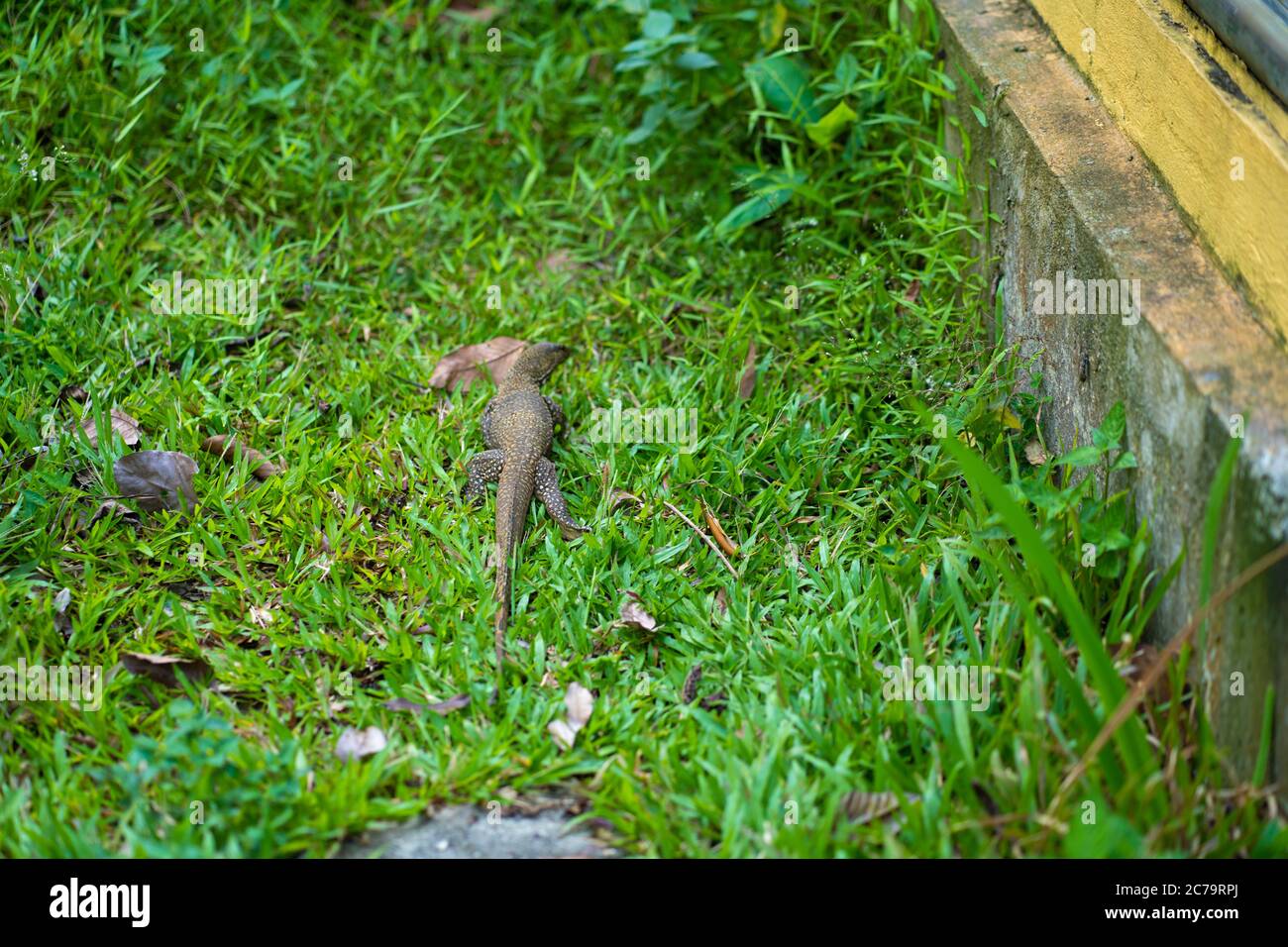 Large scale grass lizard hi-res stock photography and images - Alamy