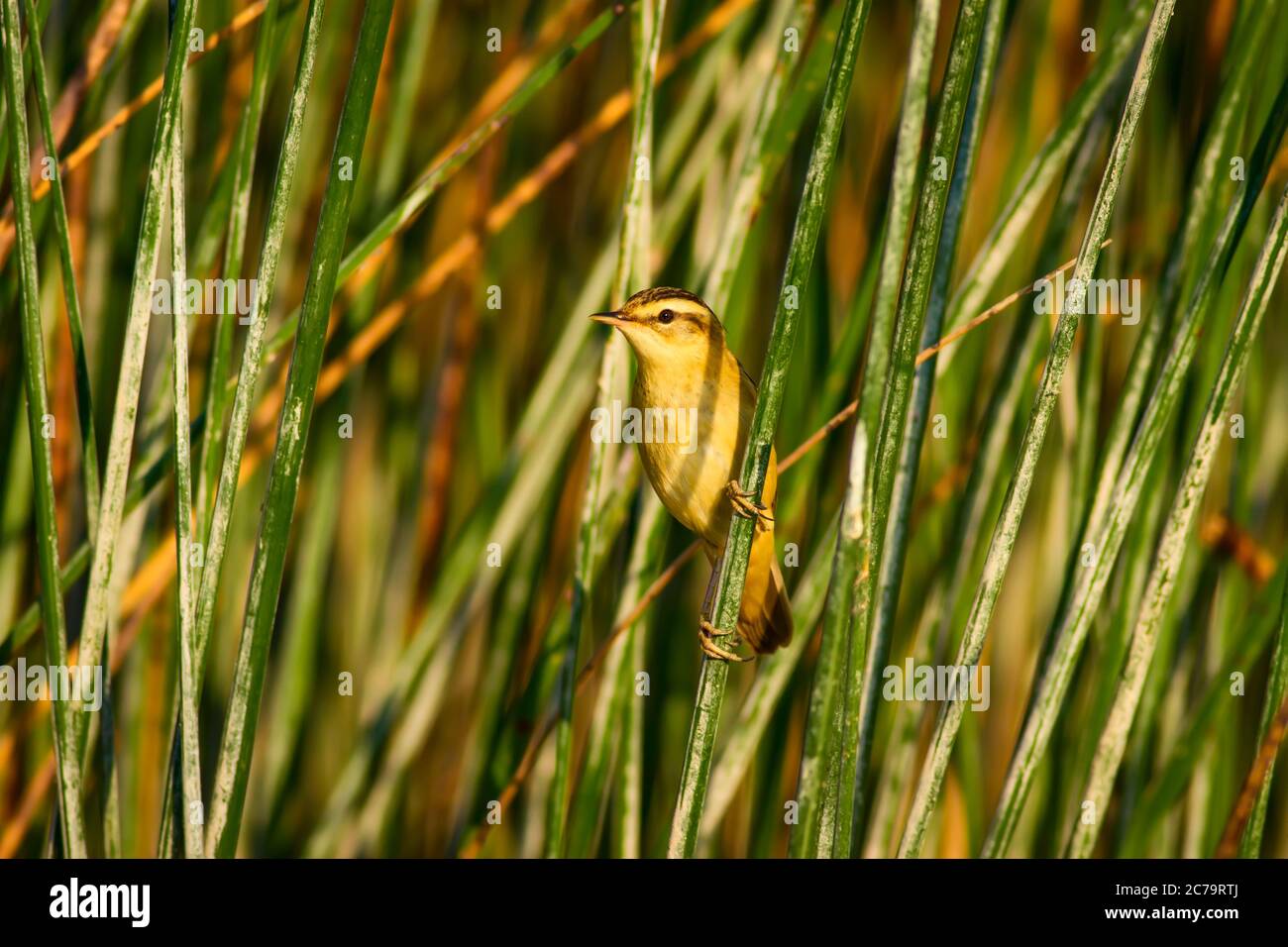 Cute little bird. Moustached Warbler. Green lake habitat background ...