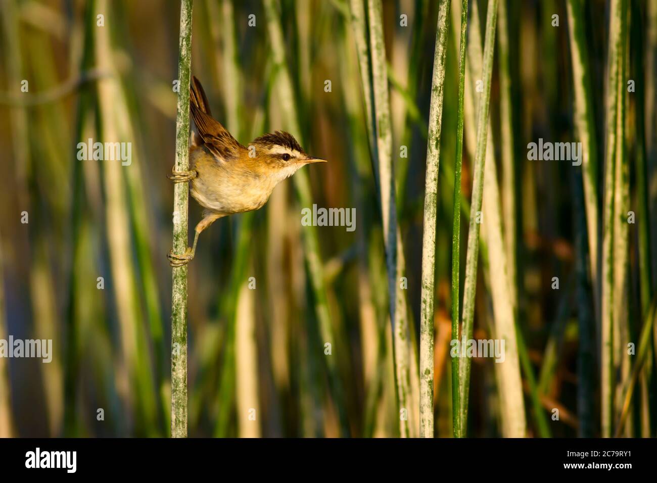 Cute little bird. Moustached Warbler. Green lake habitat background ...