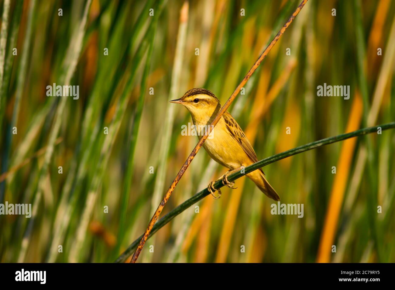 Cute little bird. Moustached Warbler. Green lake habitat background ...