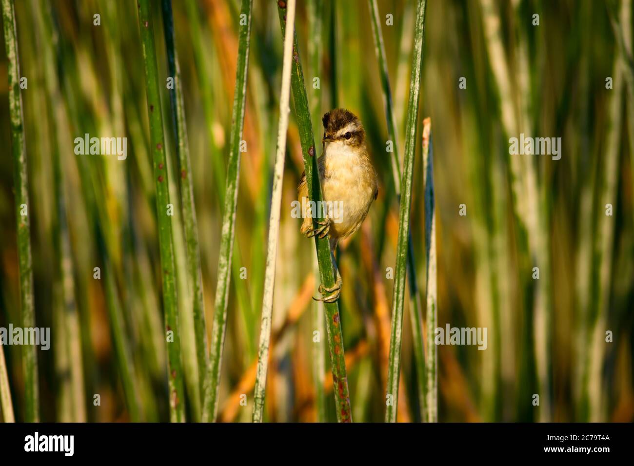 Cute little bird. Moustached Warbler. Green lake habitat background ...