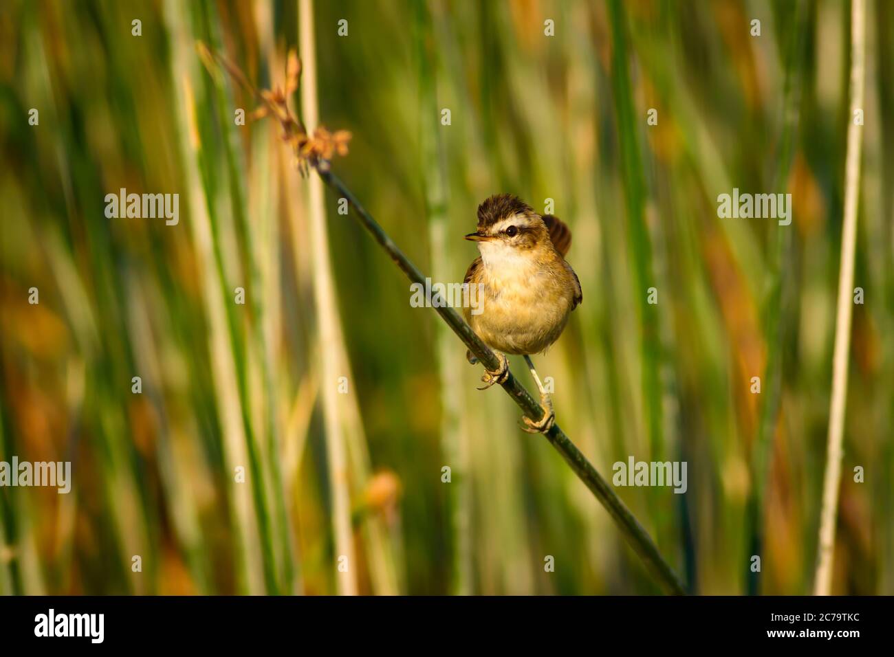 Cute little bird. Moustached Warbler. Green lake habitat background ...
