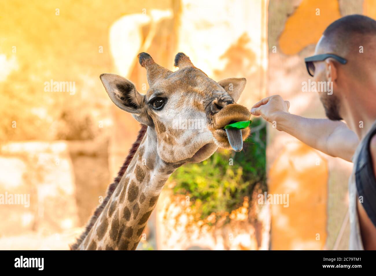 Man feeding a giraffe with a green tree leaves in national park. Summer ...