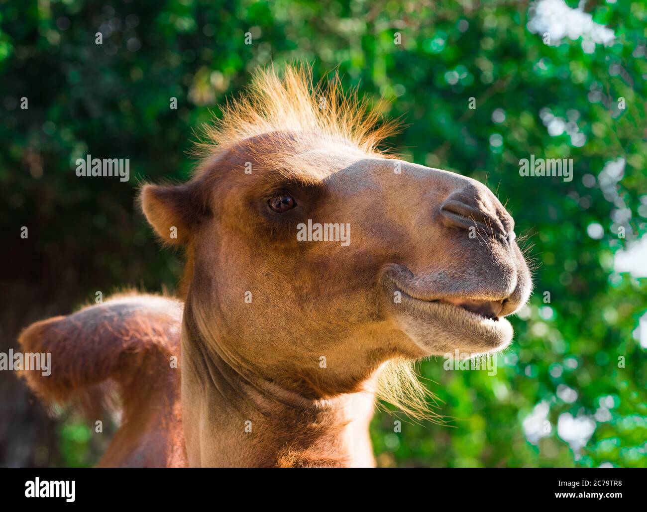 Friendly camels hi-res stock photography and images - Alamy