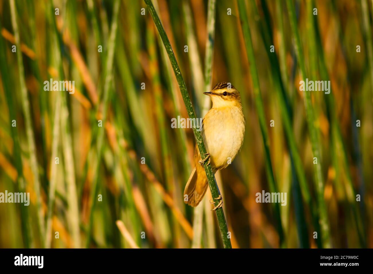 Cute little bird. Moustached Warbler. Green lake habitat background ...