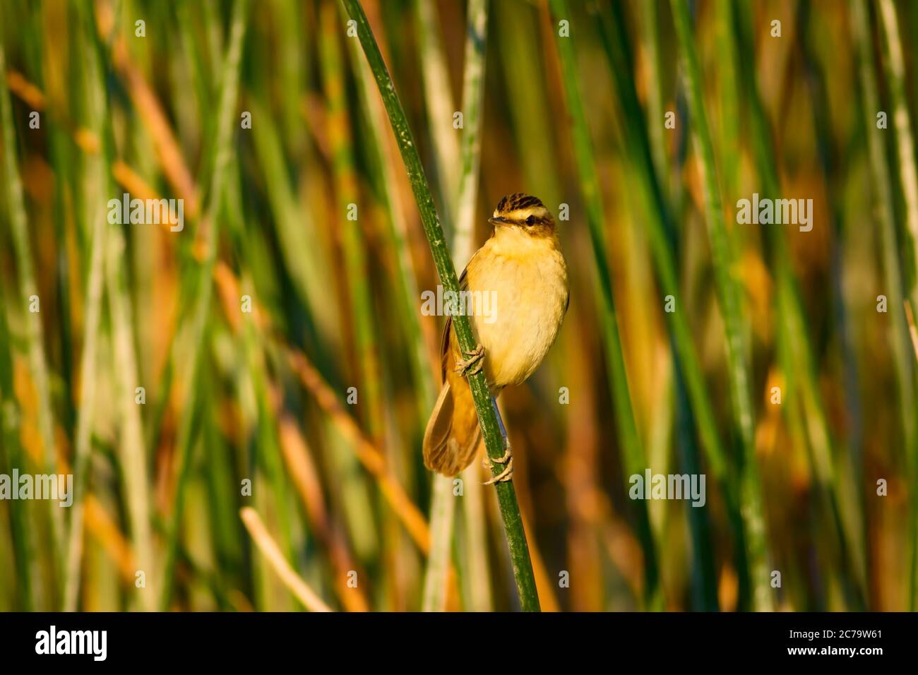 Cute little bird. Moustached Warbler. Green lake habitat background ...