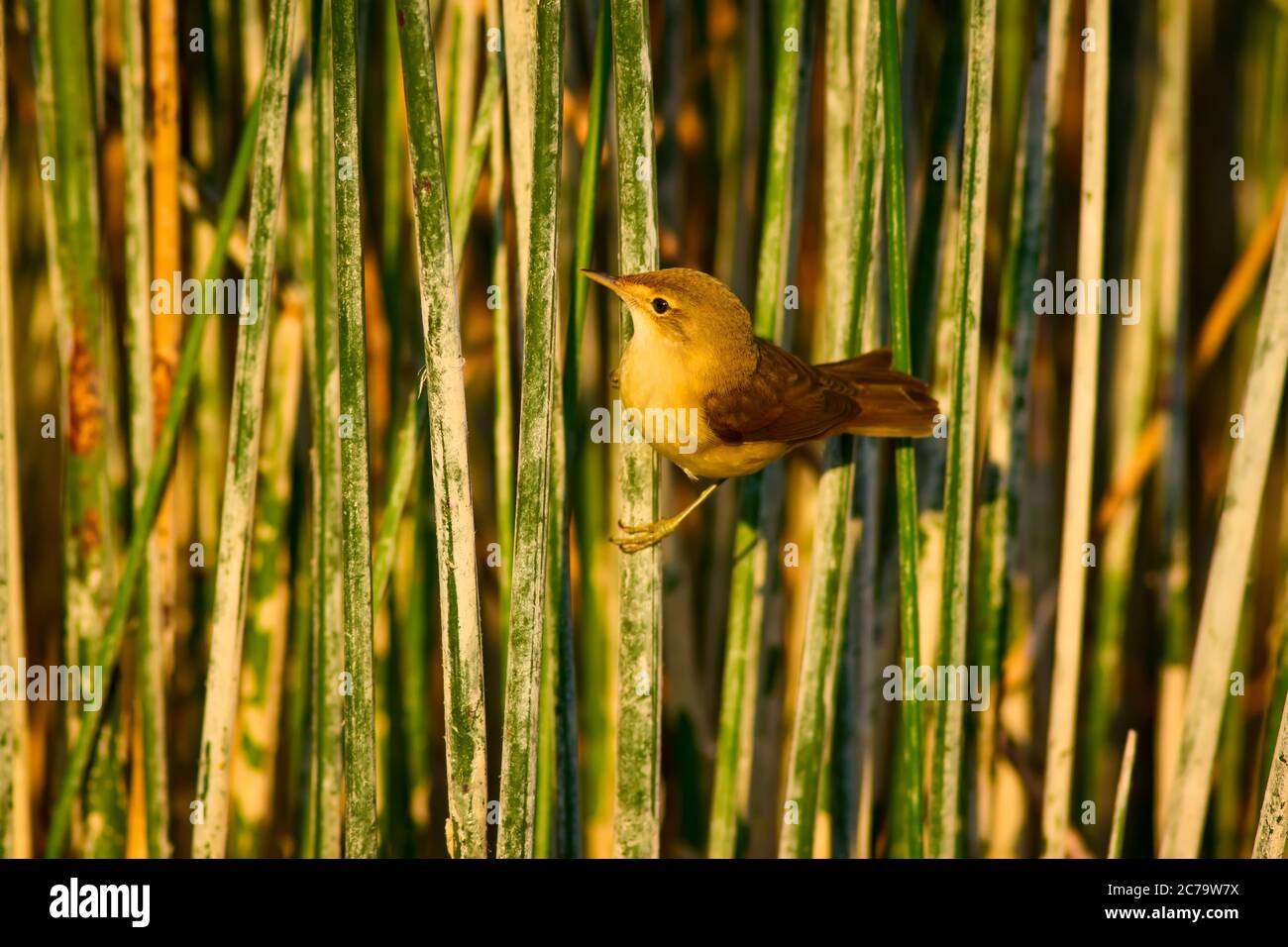 Cute little bird. Moustached Warbler. Green lake habitat background ...