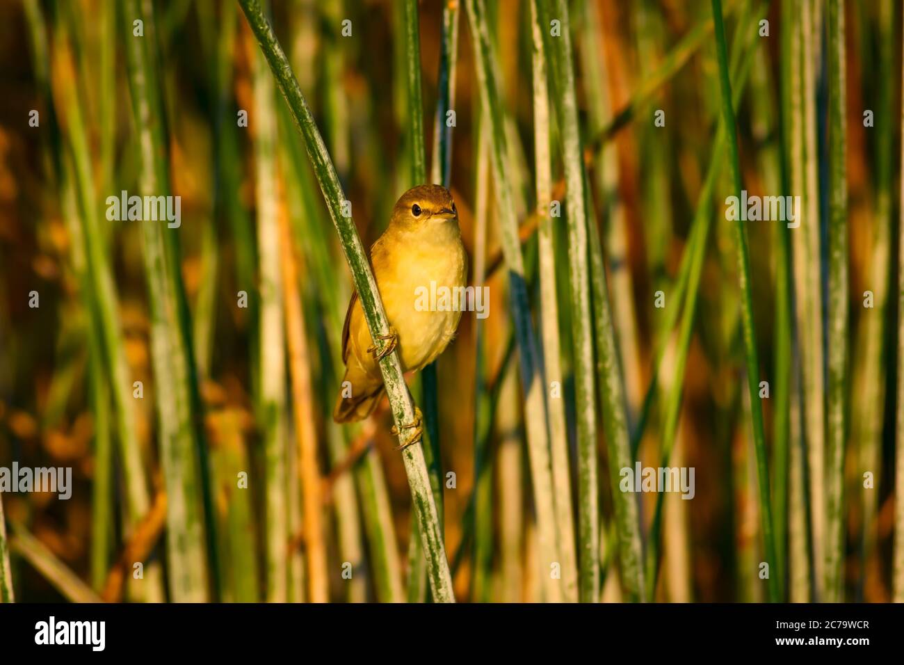 Cute little bird. Moustached Warbler. Green lake habitat background ...