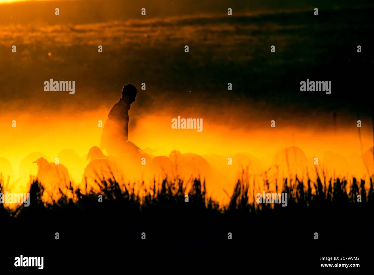 Sunset nature and shepherd. Sunset nature background. Sheeps and ...