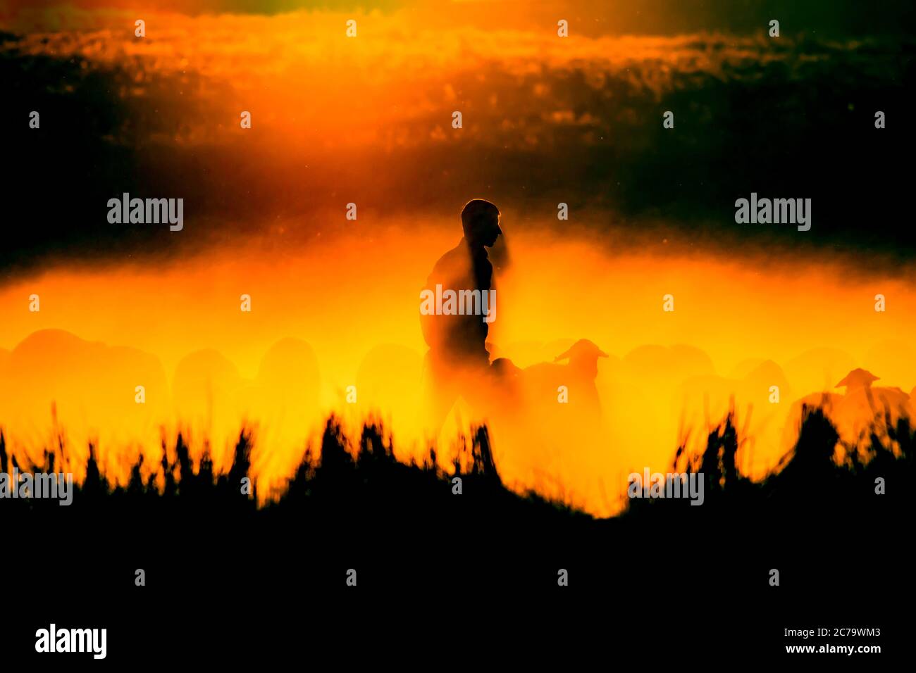 Sunset nature and shepherd. Sunset nature background. Sheeps and ...