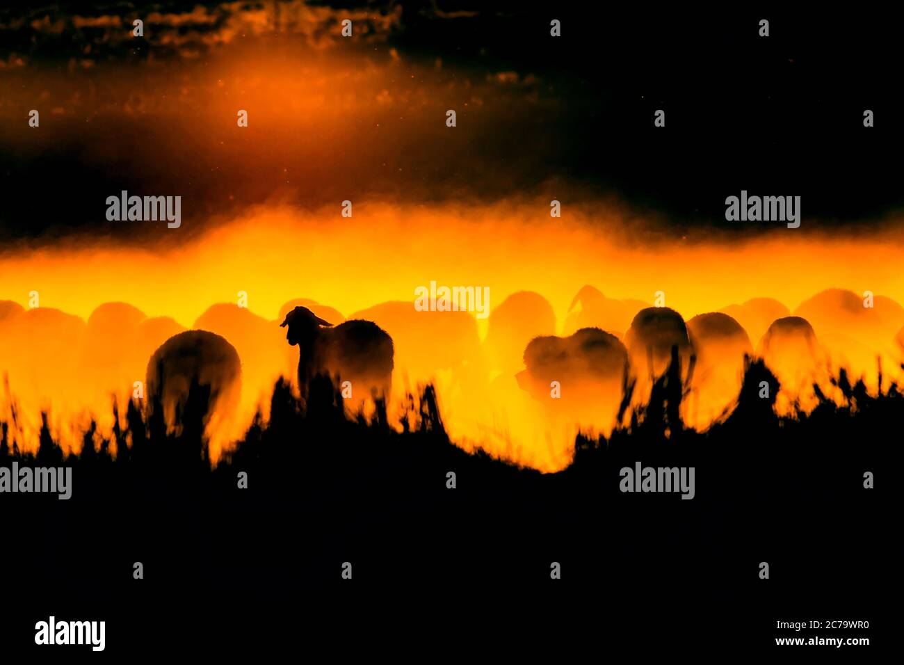 Sunset nature and shepherd. Sunset nature background. Sheeps and ...