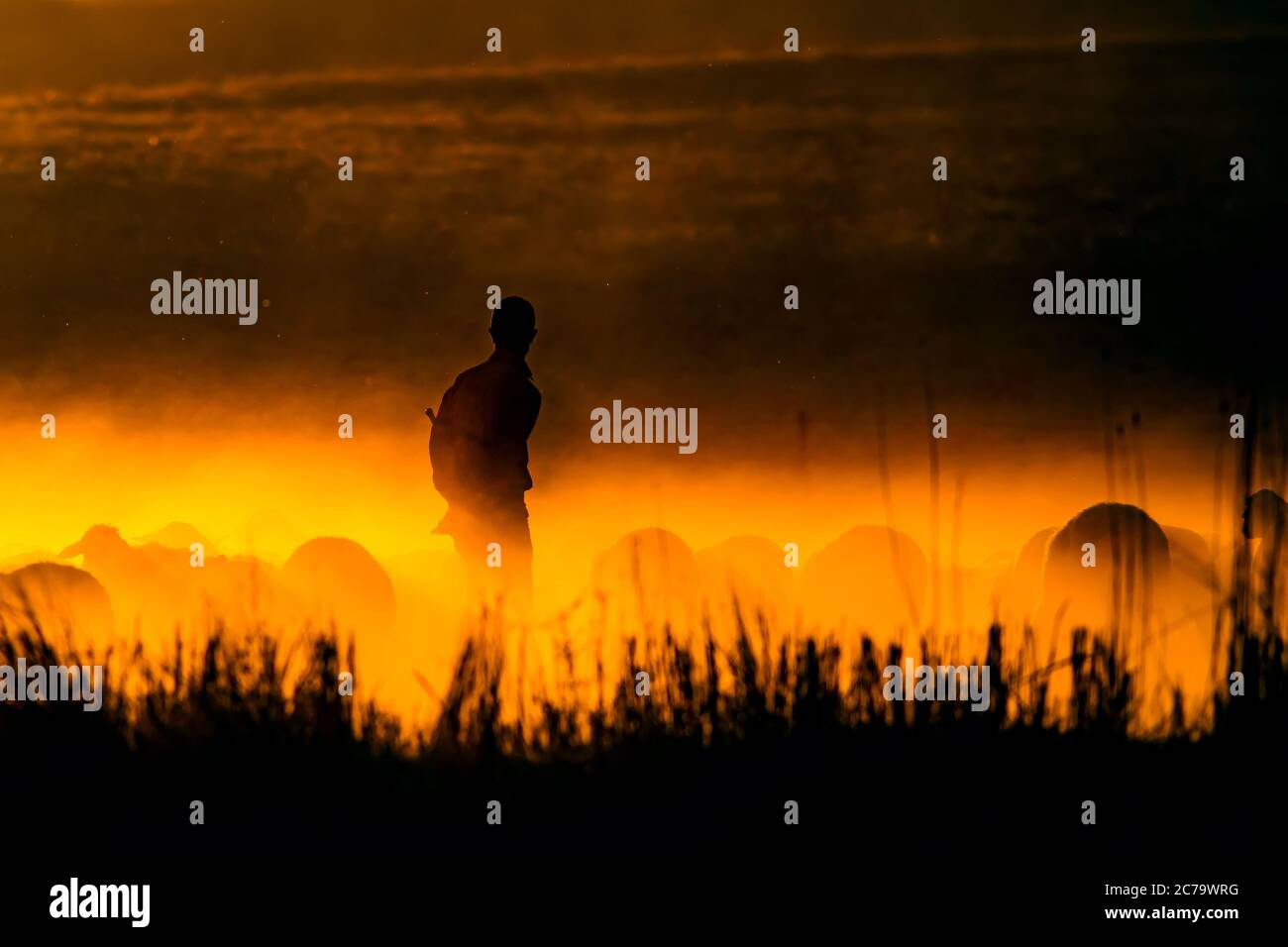 Sunset nature and shepherd. Sunset nature background. Sheeps and ...
