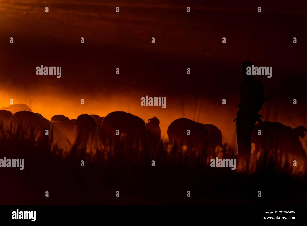 Sunset nature and shepherd. Sunset nature background. Sheeps and ...